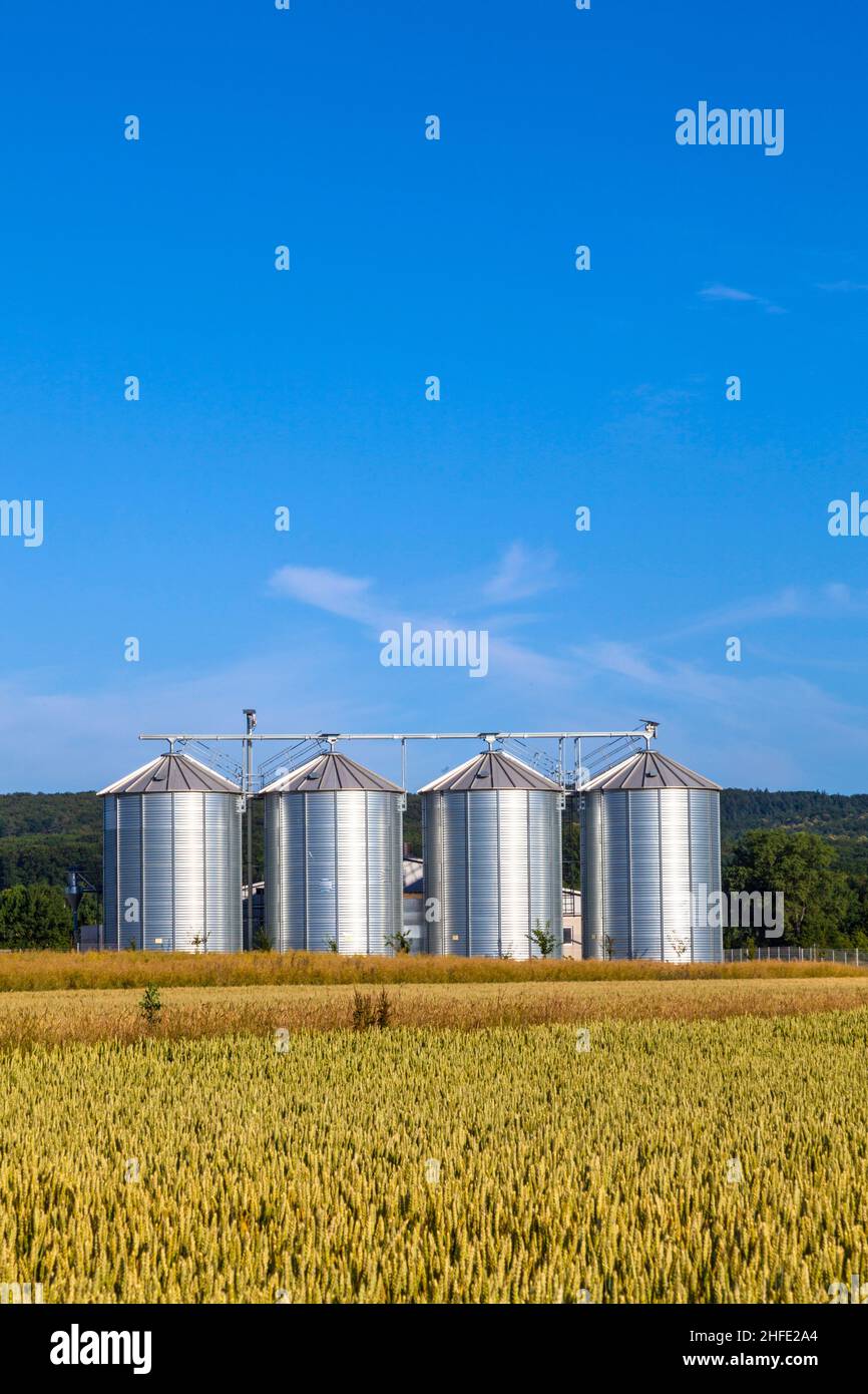 four silver silos in corn field under blue sky Stock Photo - Alamy