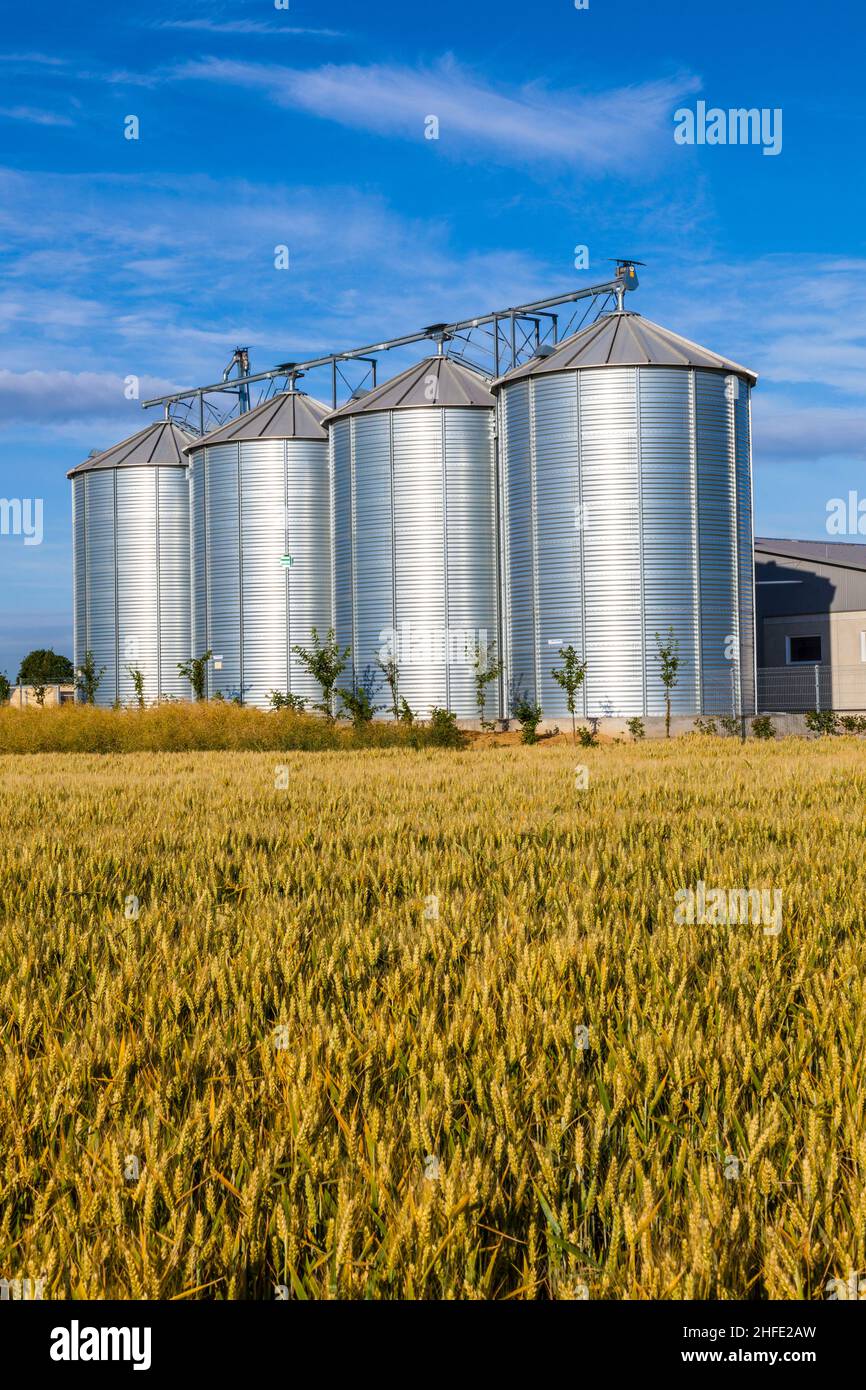four silver silos in corn field under blue sky Stock Photo - Alamy