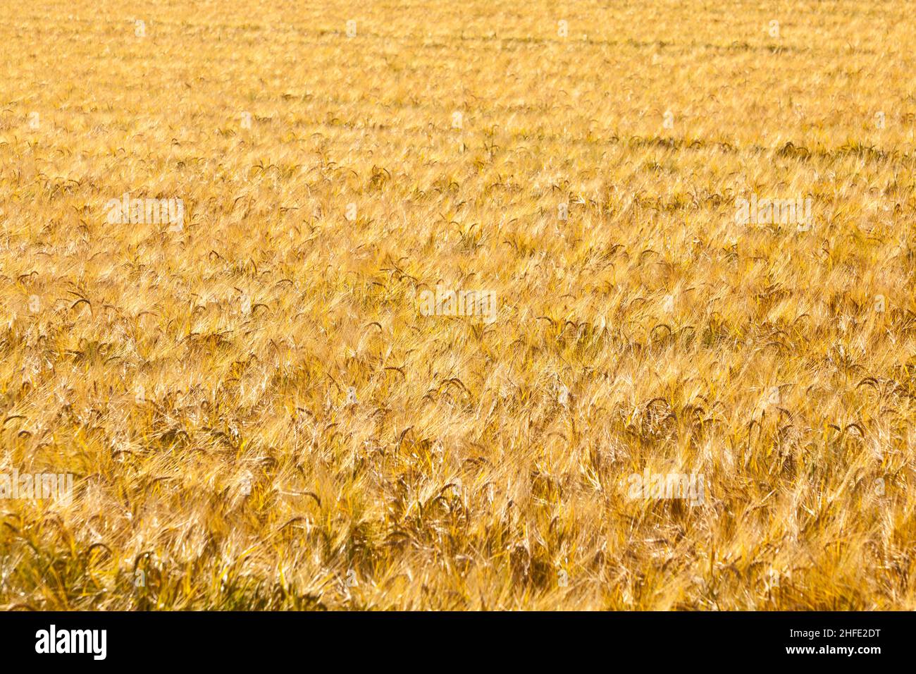 golden field in beautiful light Stock Photo - Alamy