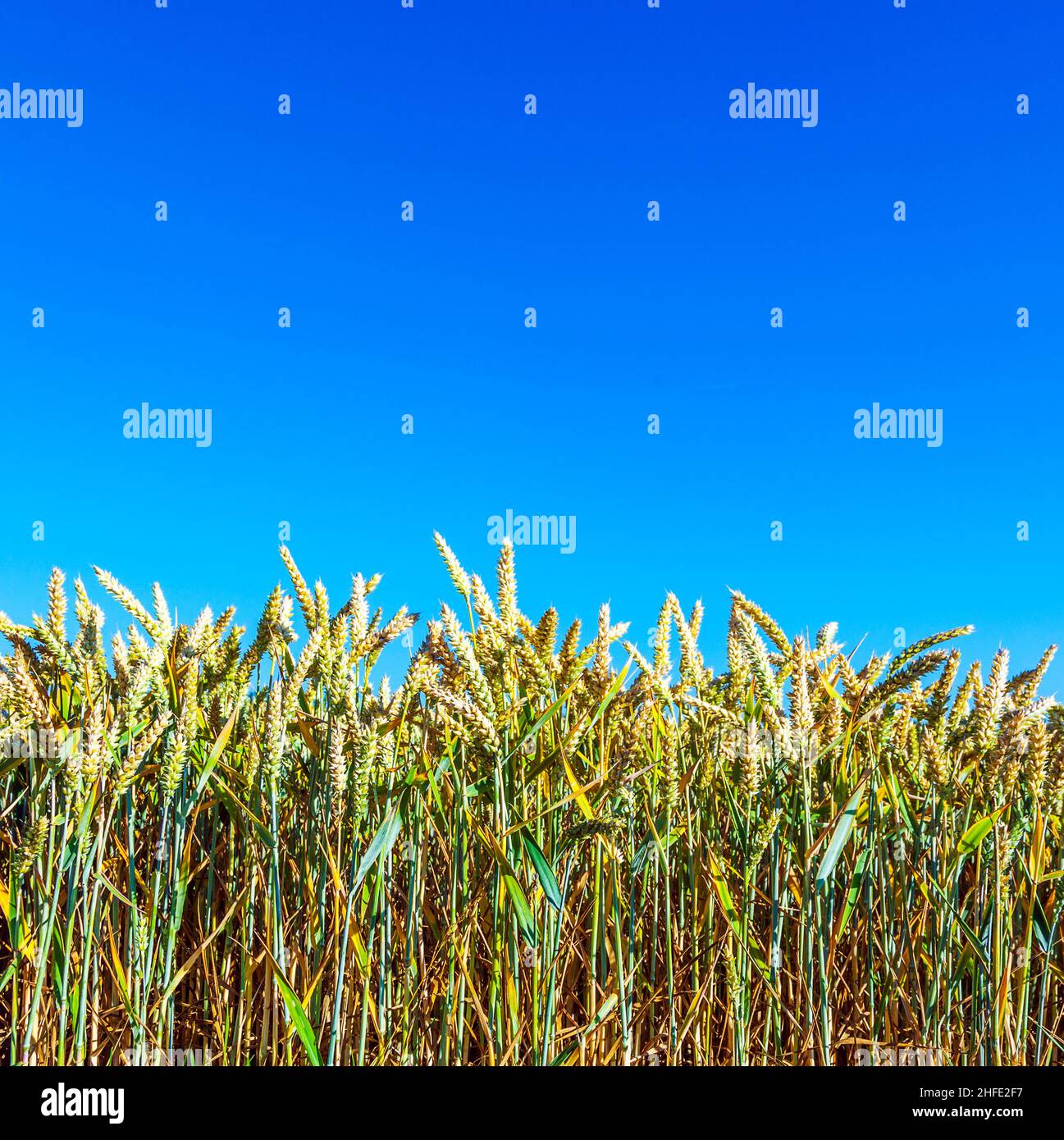 corn field under blue sky Stock Photo - Alamy