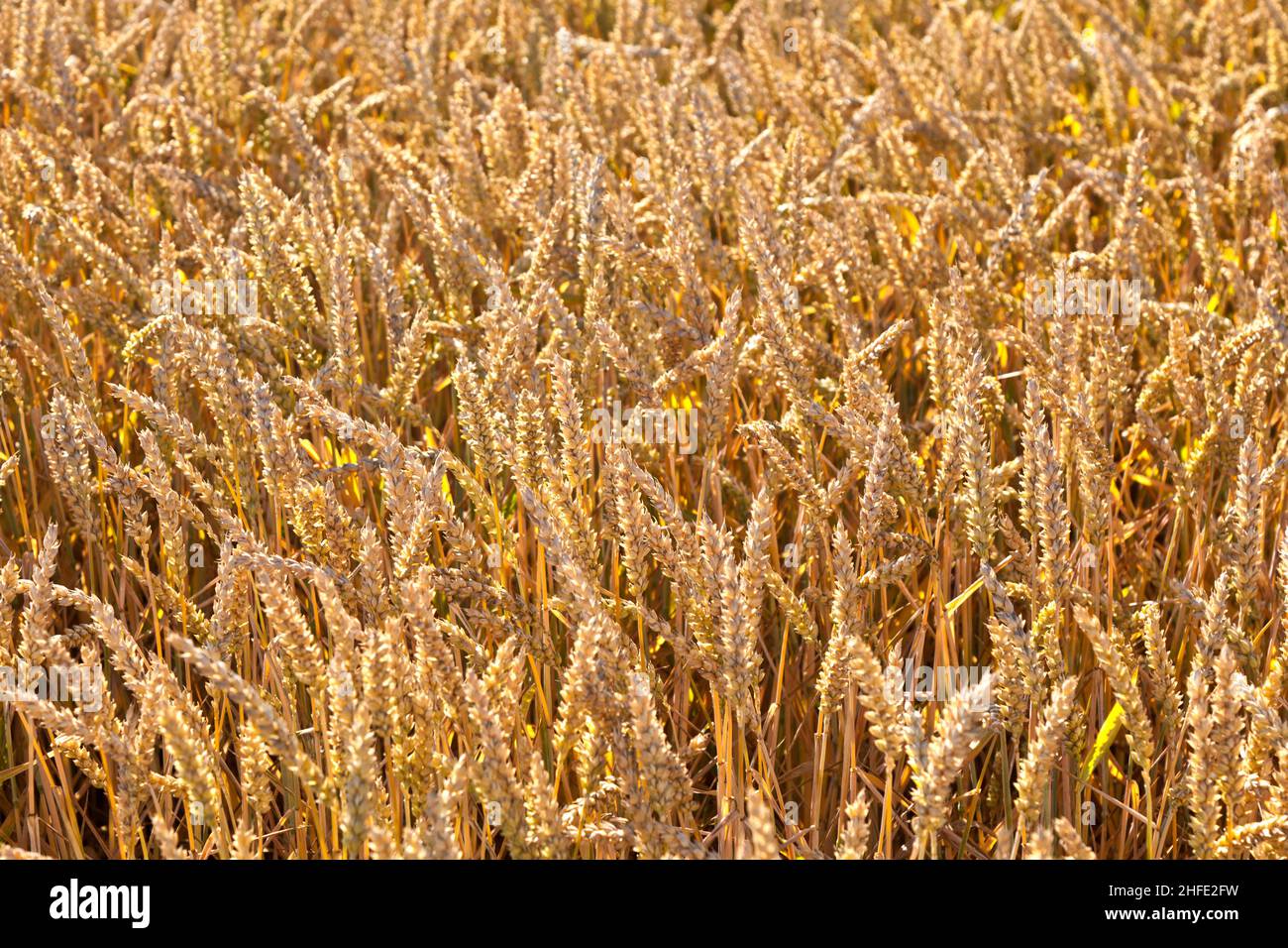 golden field in beautiful light Stock Photo - Alamy