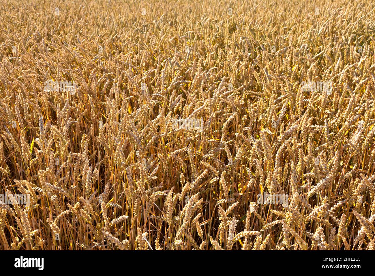 golden field in beautiful light Stock Photo - Alamy