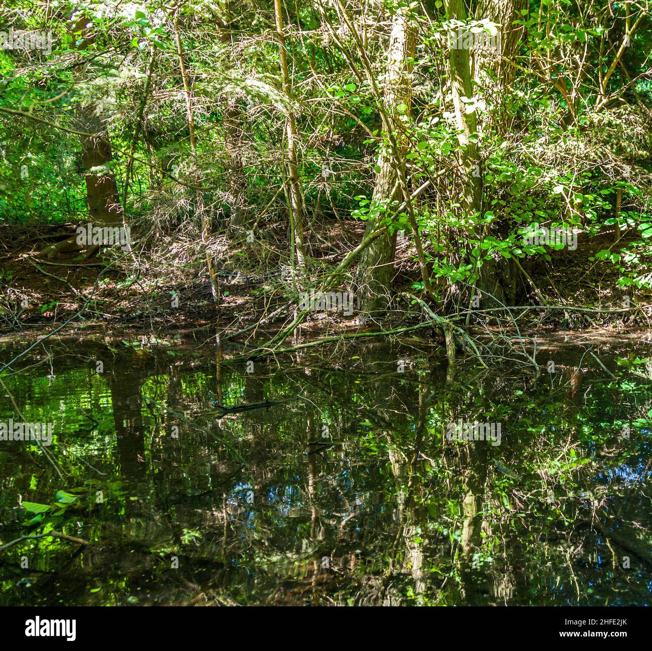 reflection of trees in a lake Stock Photo - Alamy