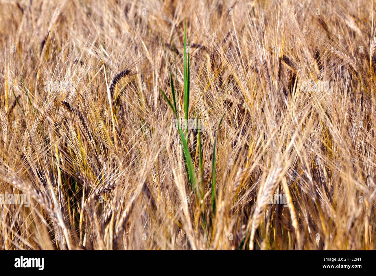 golden field in beautiful light Stock Photo - Alamy