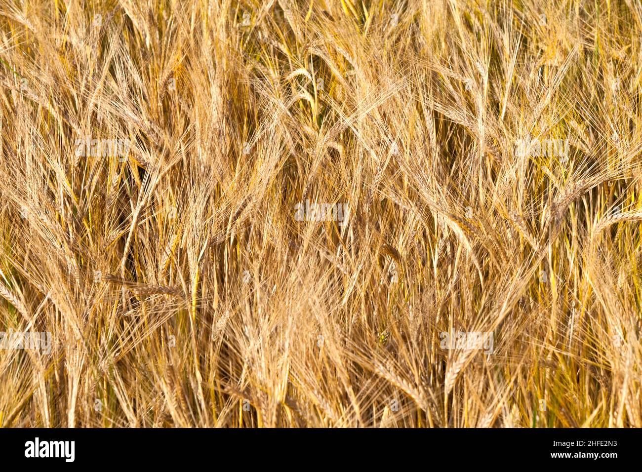 golden field in beautiful light Stock Photo - Alamy