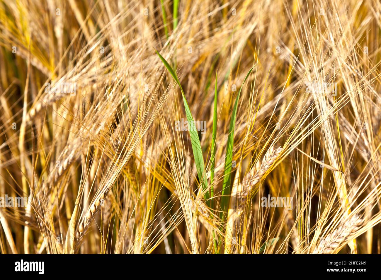 golden field in beautiful light Stock Photo - Alamy