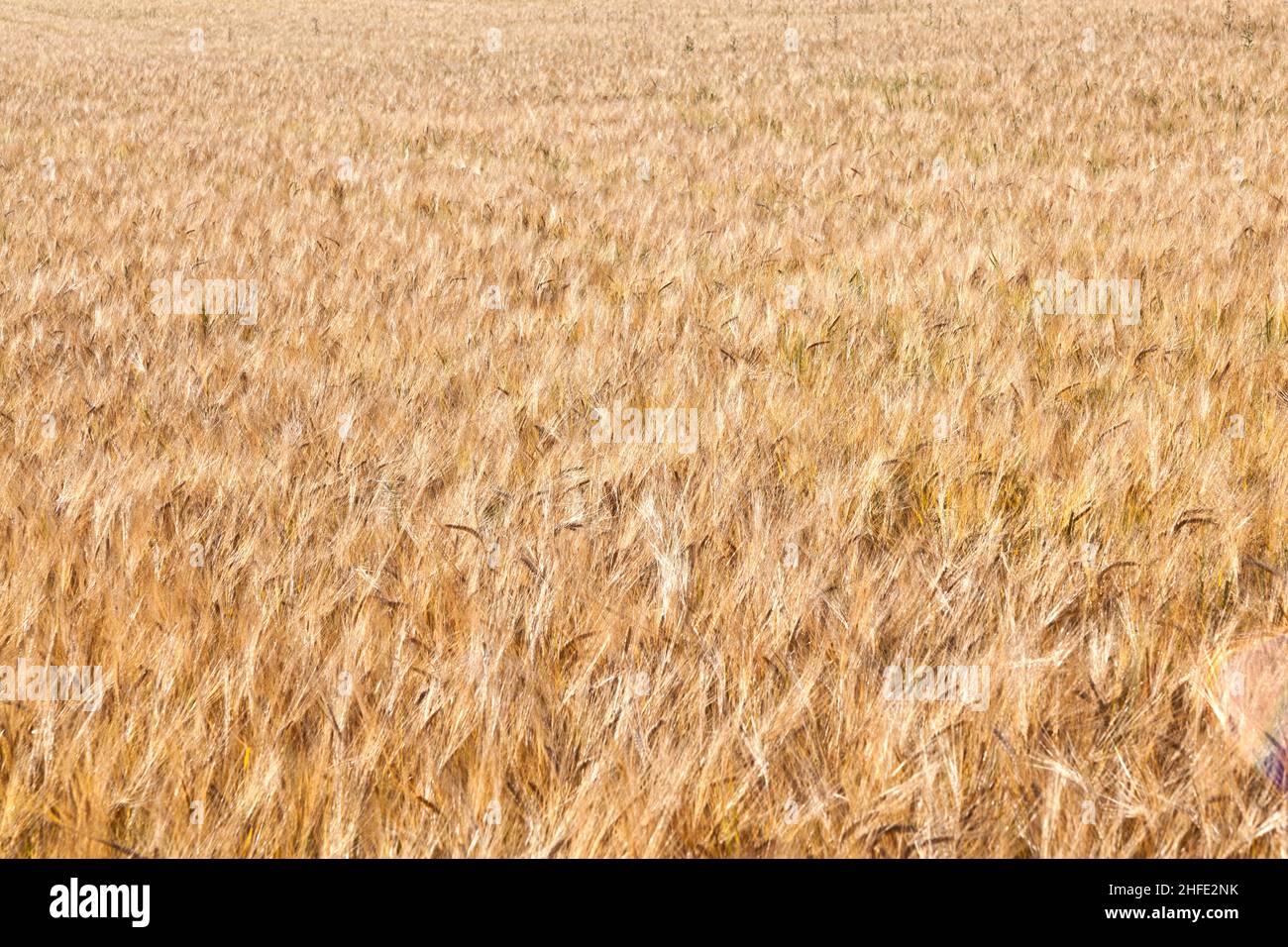 golden field in beautiful light Stock Photo - Alamy