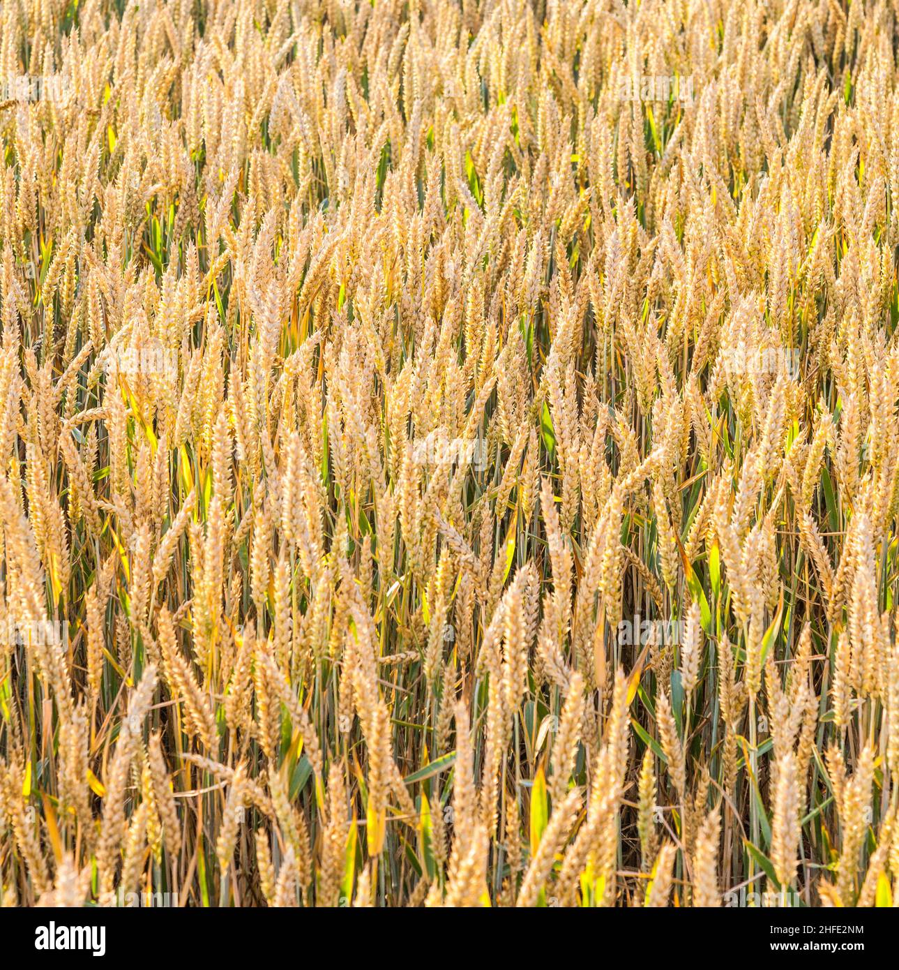 golden field in beautiful light Stock Photo - Alamy