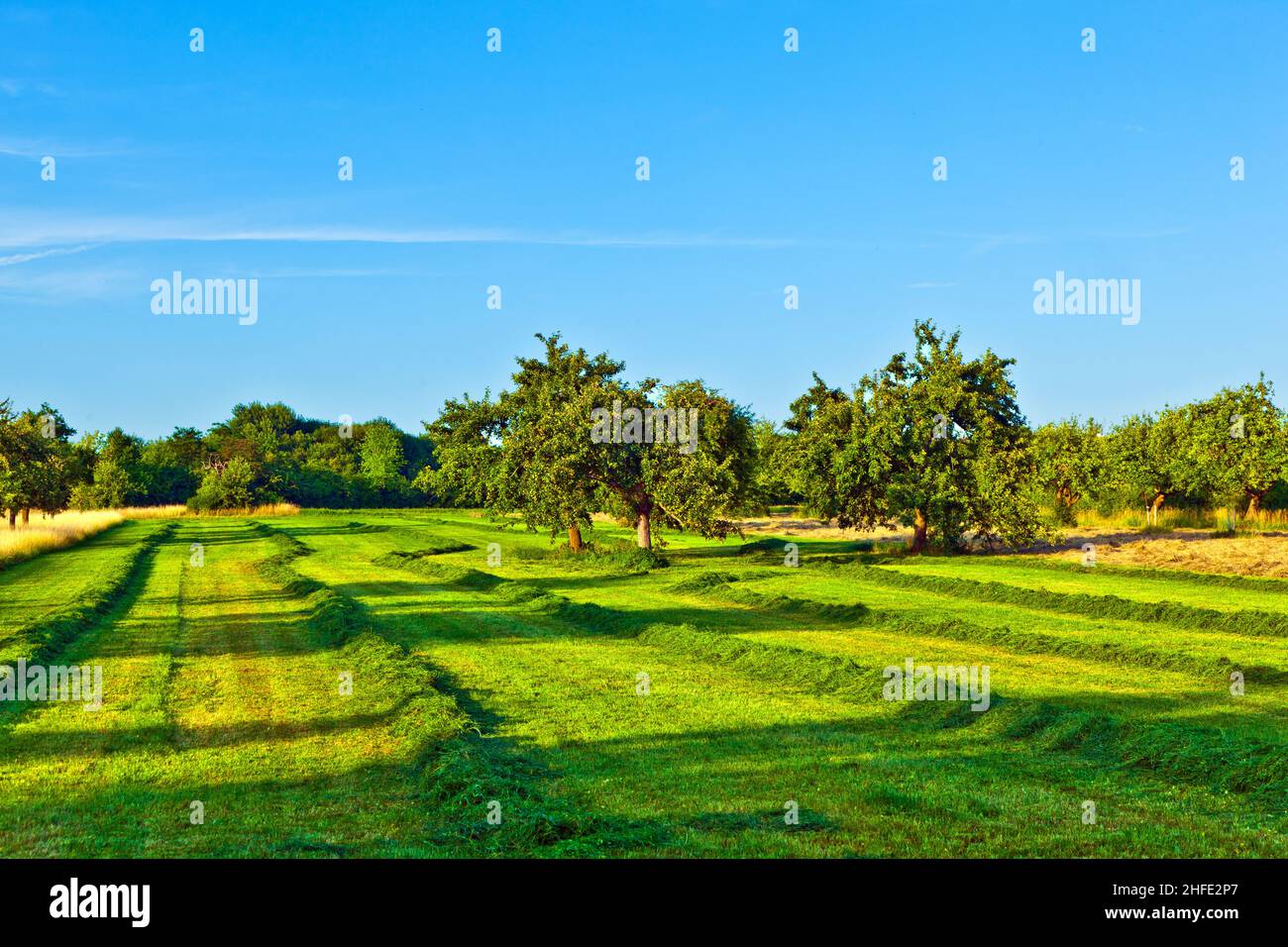 beautiful typical speierling apple tree in meadow for the famous german ...