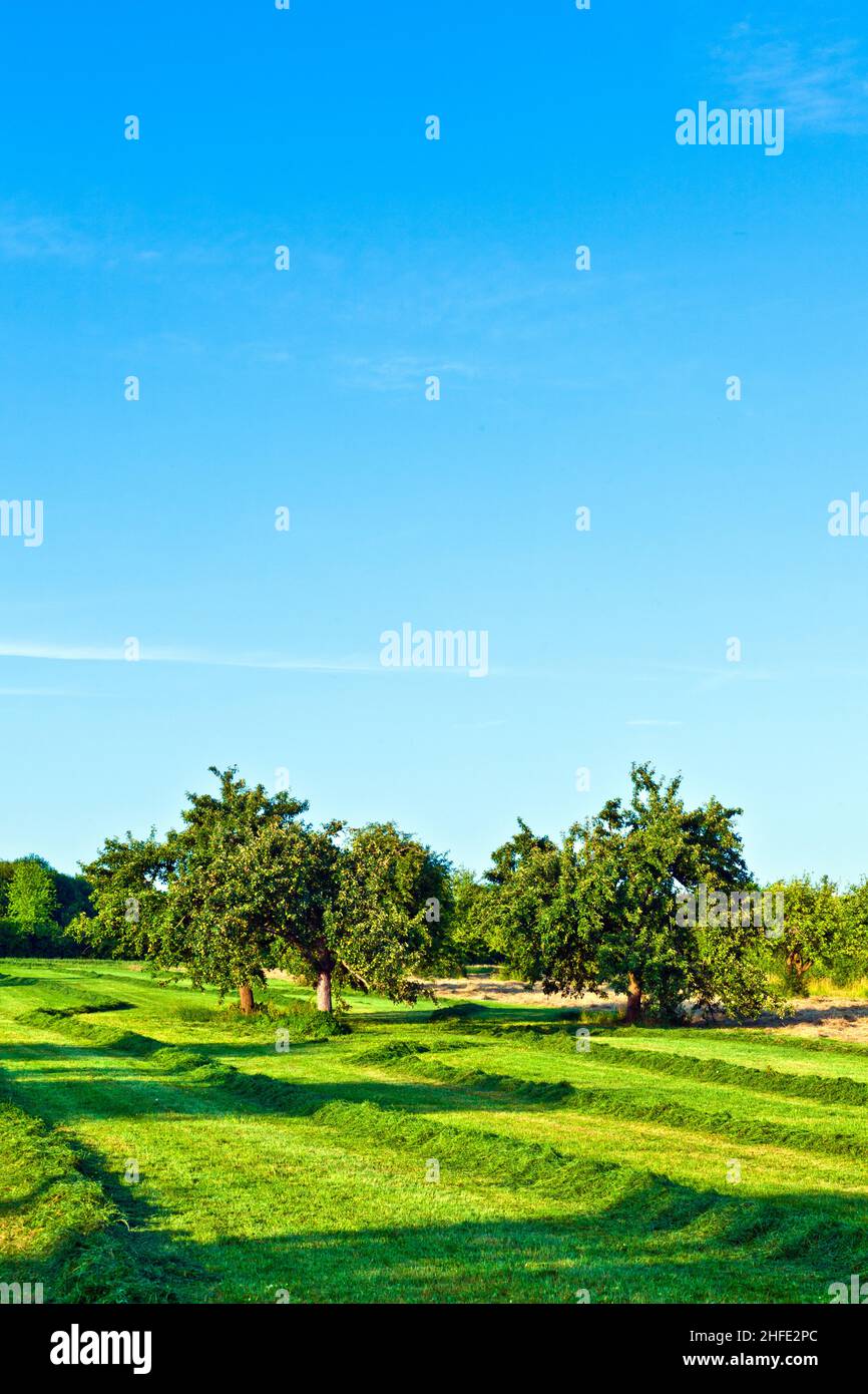 beautiful typical speierling apple tree in meadow for the famous german ...
