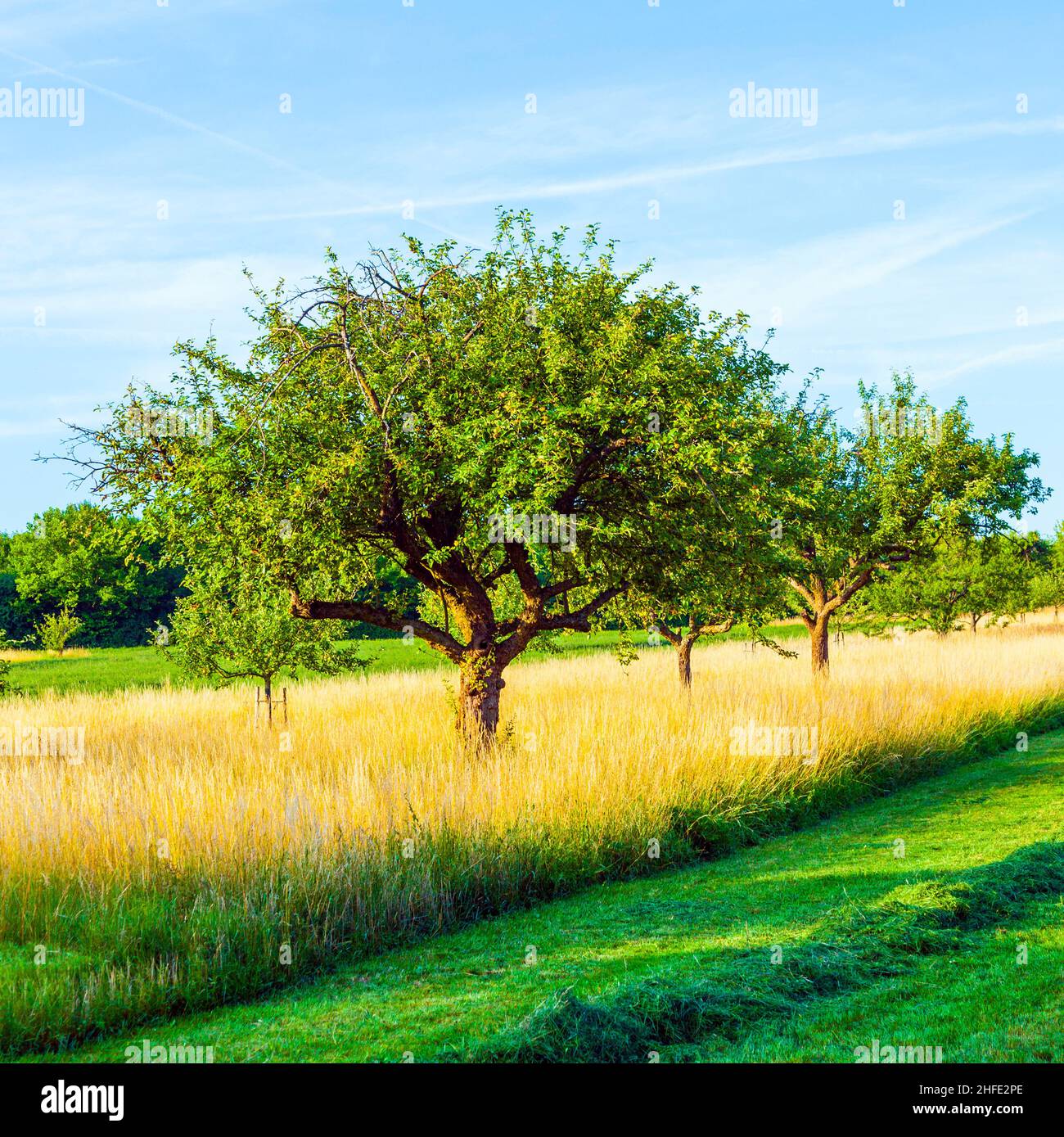 beautiful typical speierling apple tree in meadow for the german drink ...