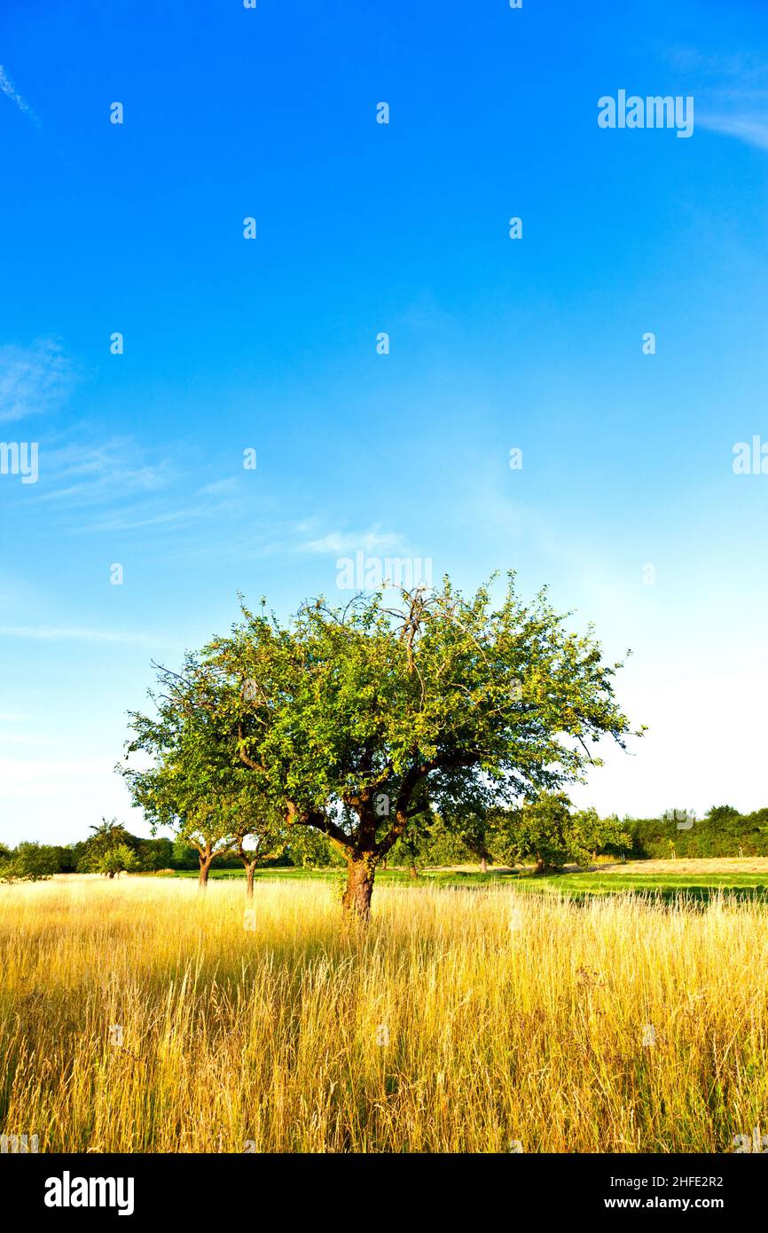 beautiful typical speierling apple tree in meadow for the famous german ...