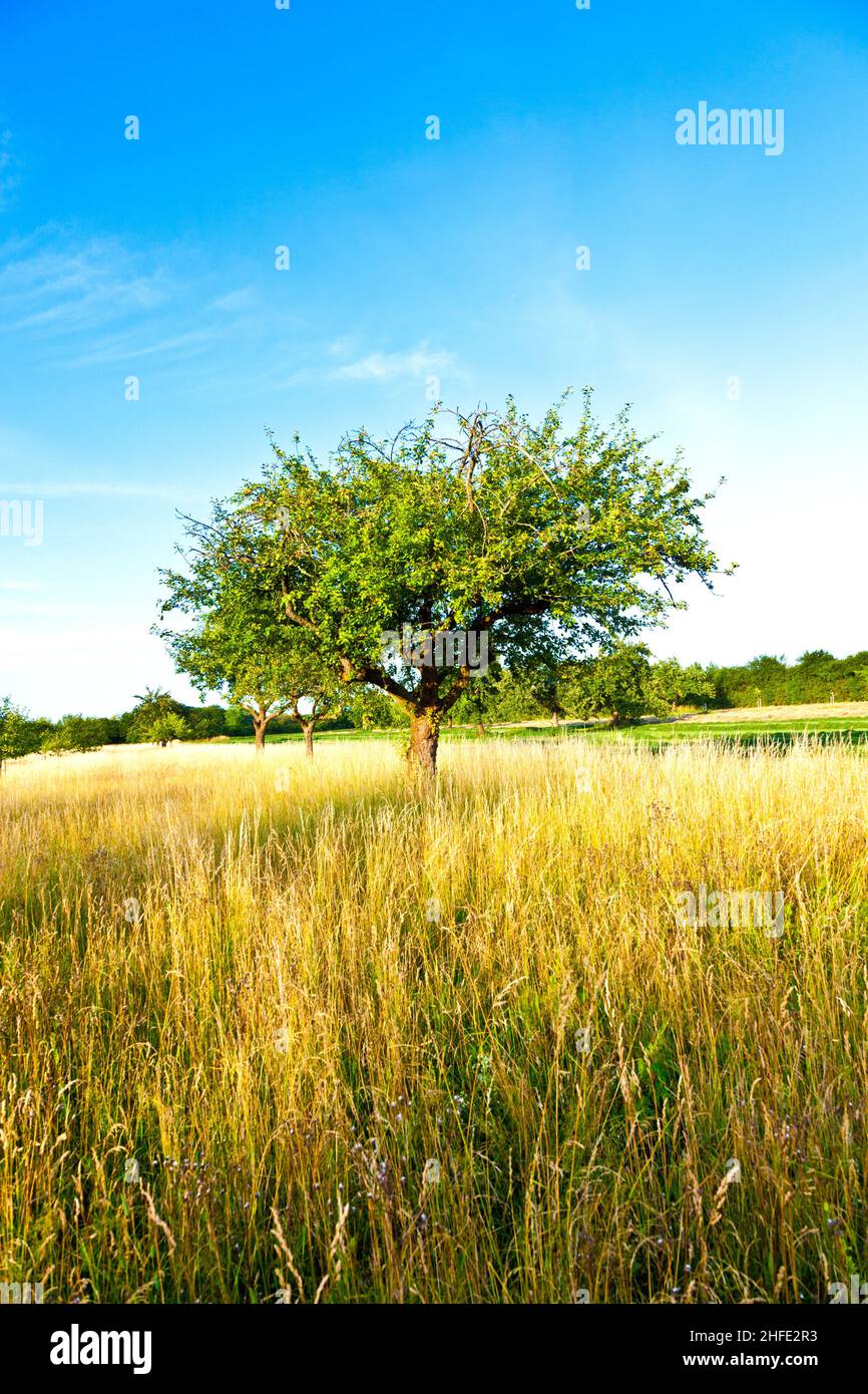 beautiful typical speierling apple tree in meadow for the famous german ...
