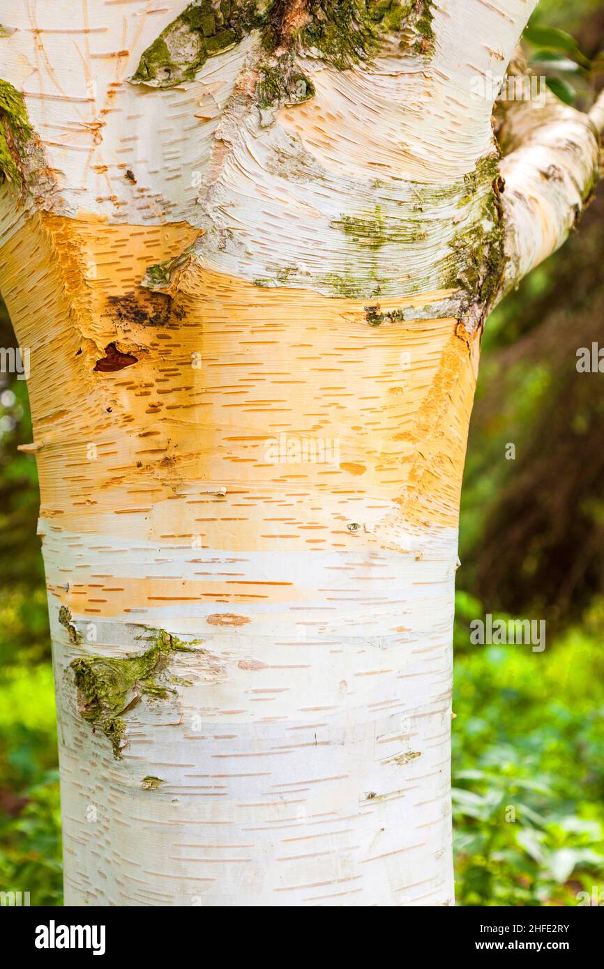 detail of birch tree bark Stock Photo - Alamy