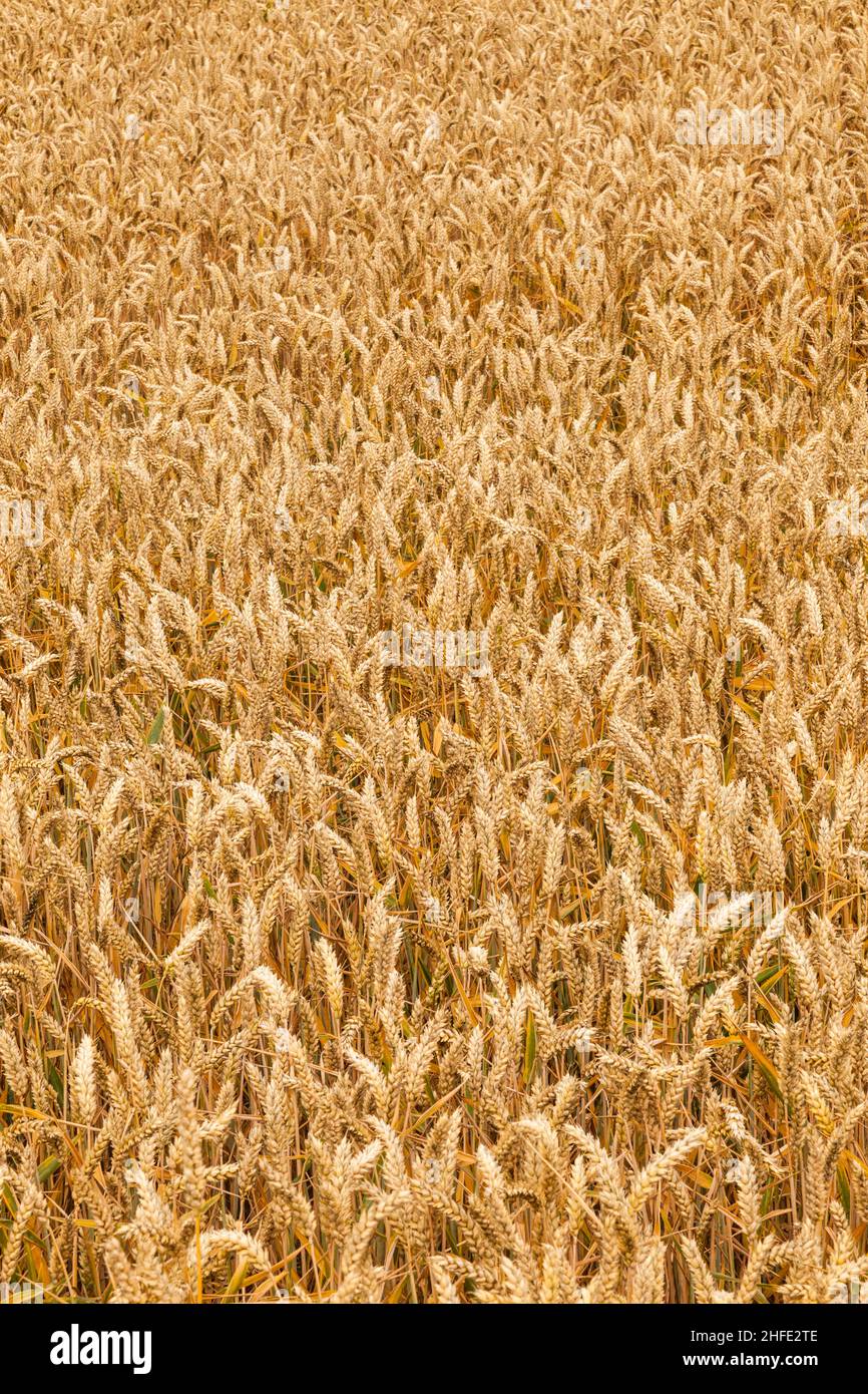 golden field in beautiful light Stock Photo - Alamy