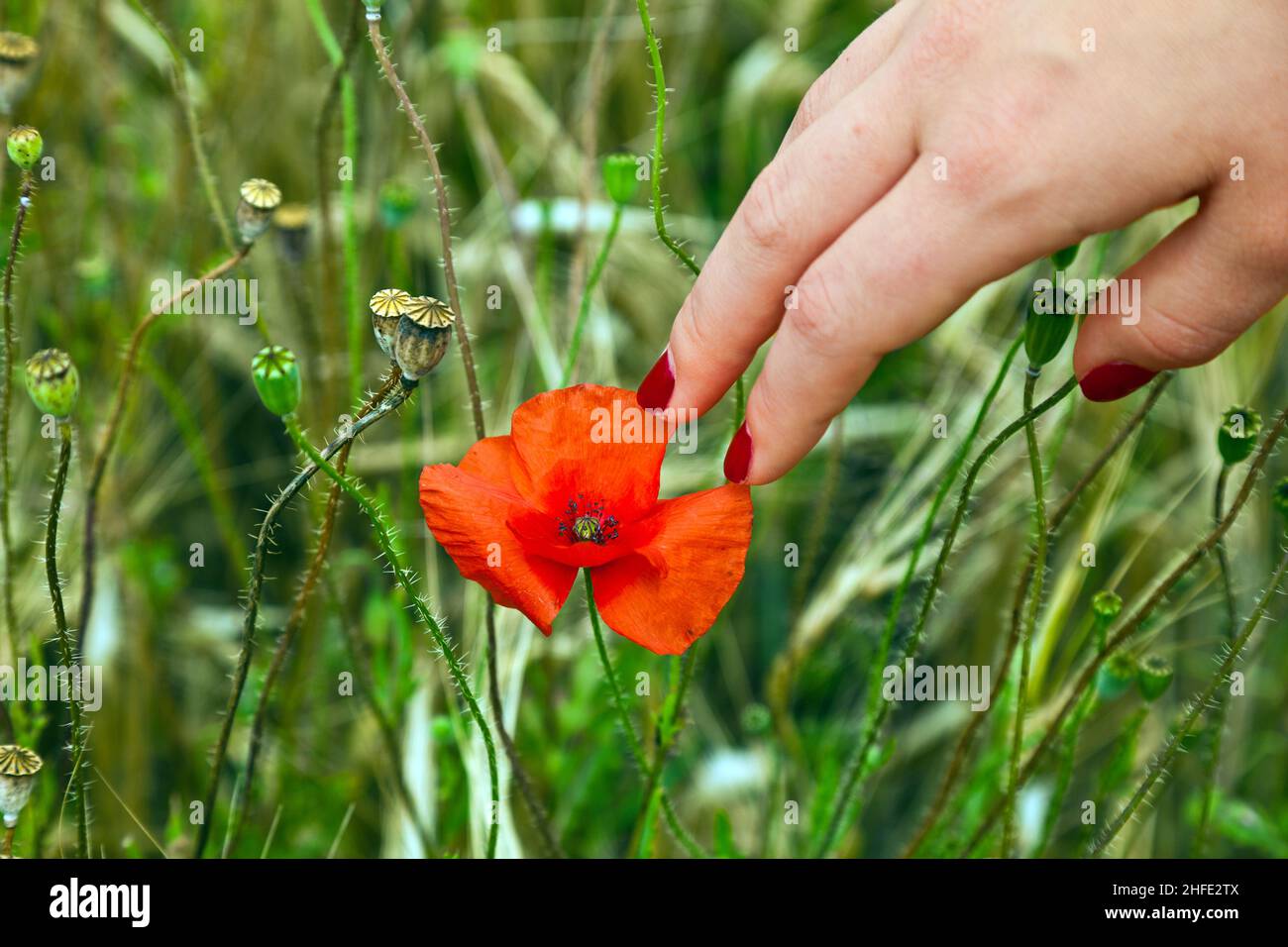 finger with red fingernail touching a blooming poppy flower Stock Photo ...