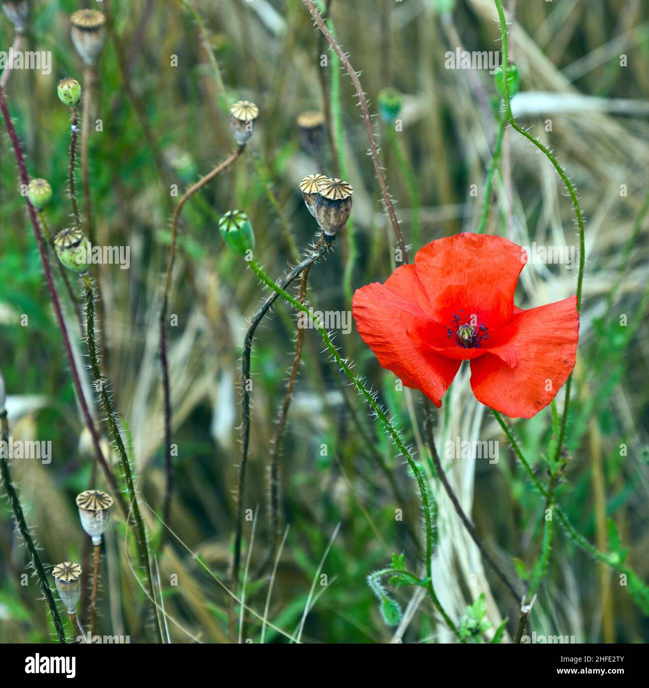 üpattern of red blooming poppy flower Stock Photo - Alamy