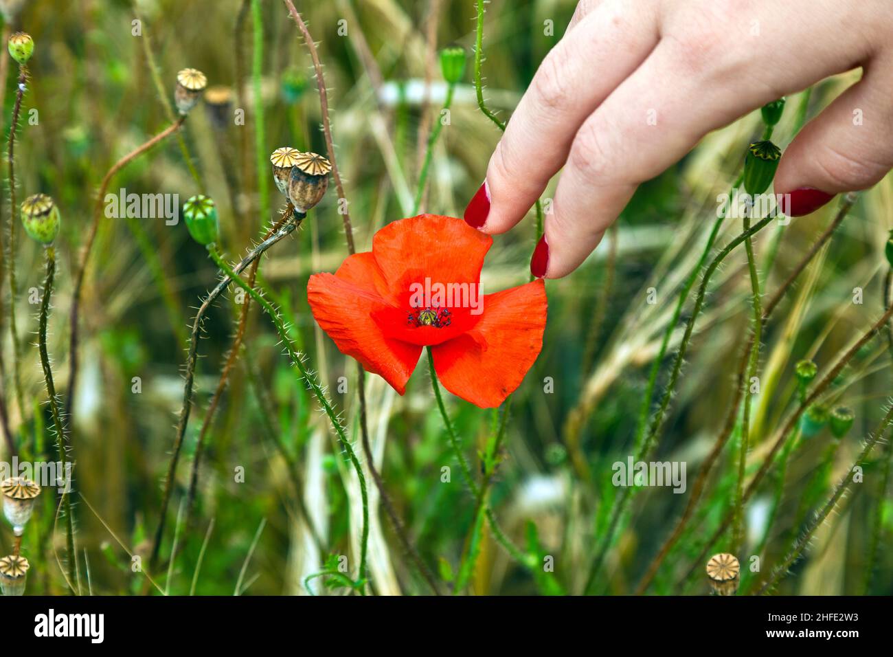 finger with red fingernail touching a blooming poppy flower Stock Photo ...