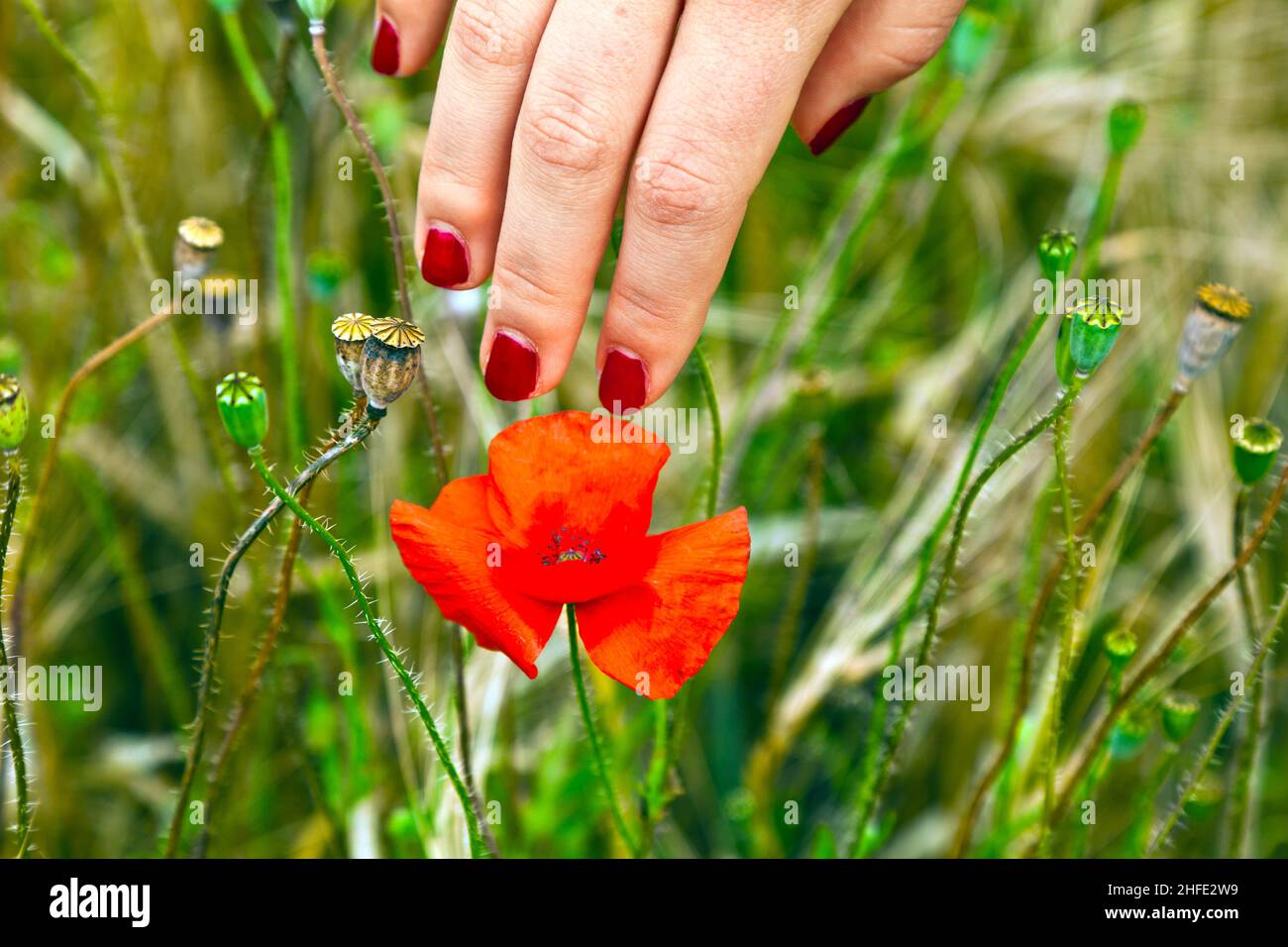 finger with red fingernail touching a blooming poppy flower Stock Photo ...