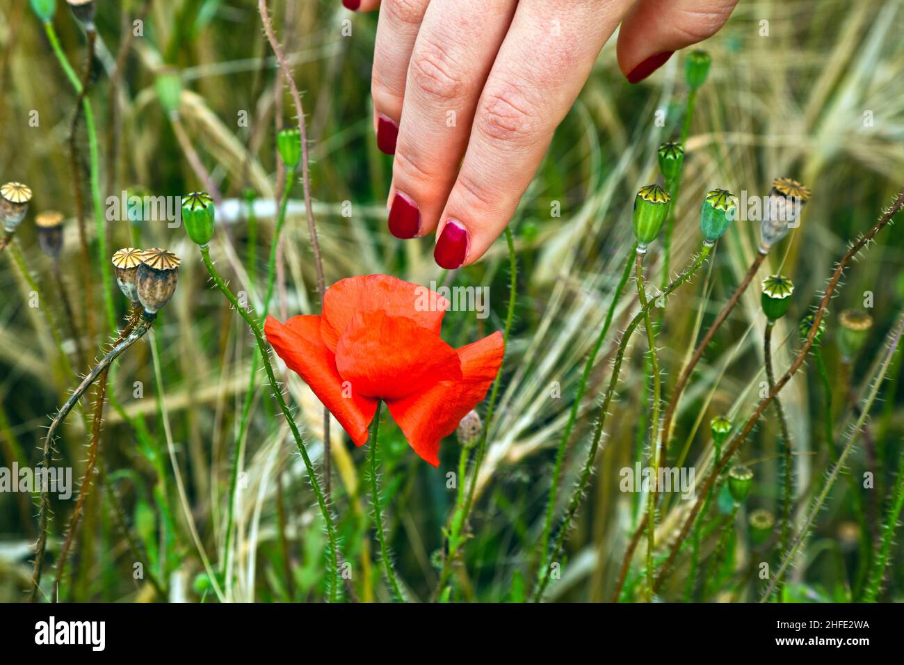 finger with red fingernail touching a blooming poppy flower Stock Photo ...