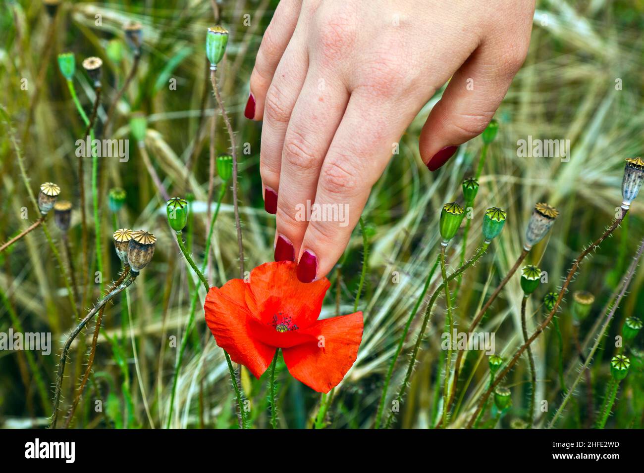 finger with red fingernail touching a blooming poppy flower Stock Photo ...