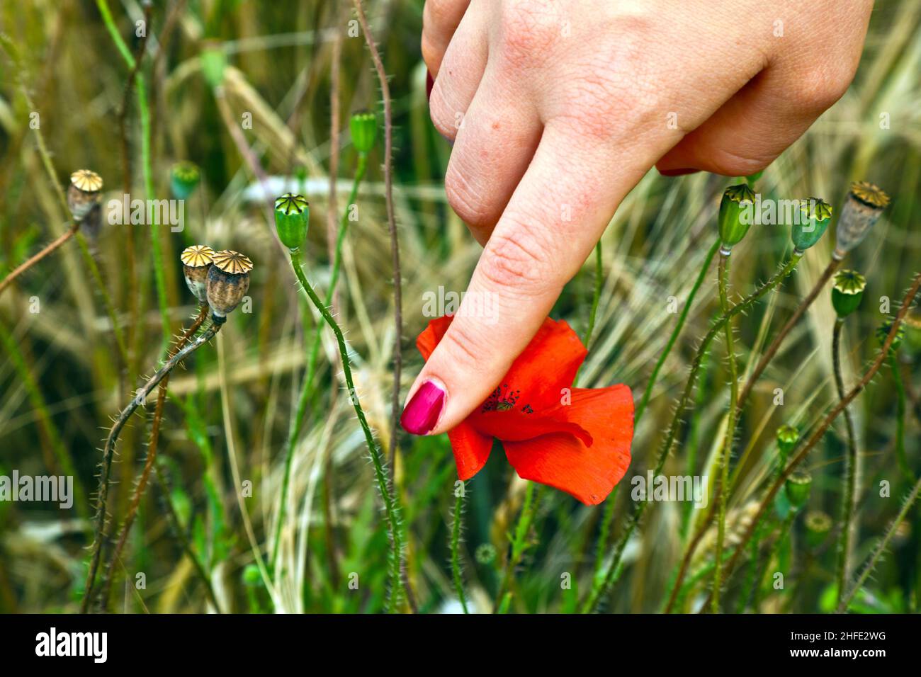 finger with red fingernail touching a blooming poppy flower Stock Photo ...