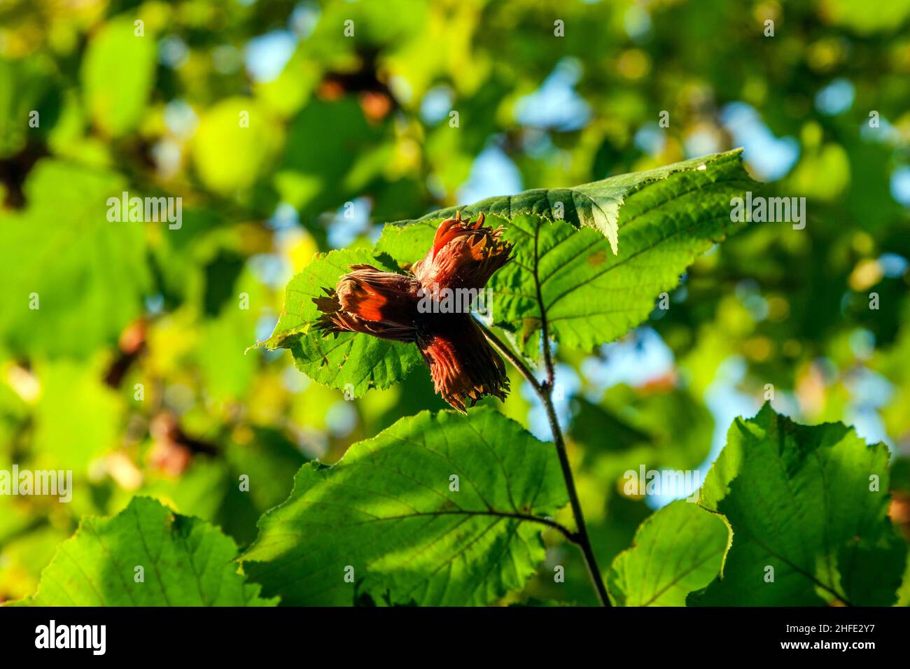 Hazelnut seeds corylus hi-res stock photography and images - Alamy