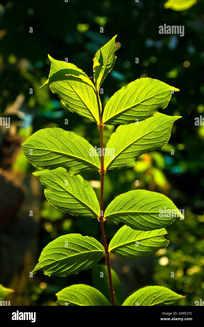 beautiful leaves of a hazlenut tree in detail Stock Photo - Alamy