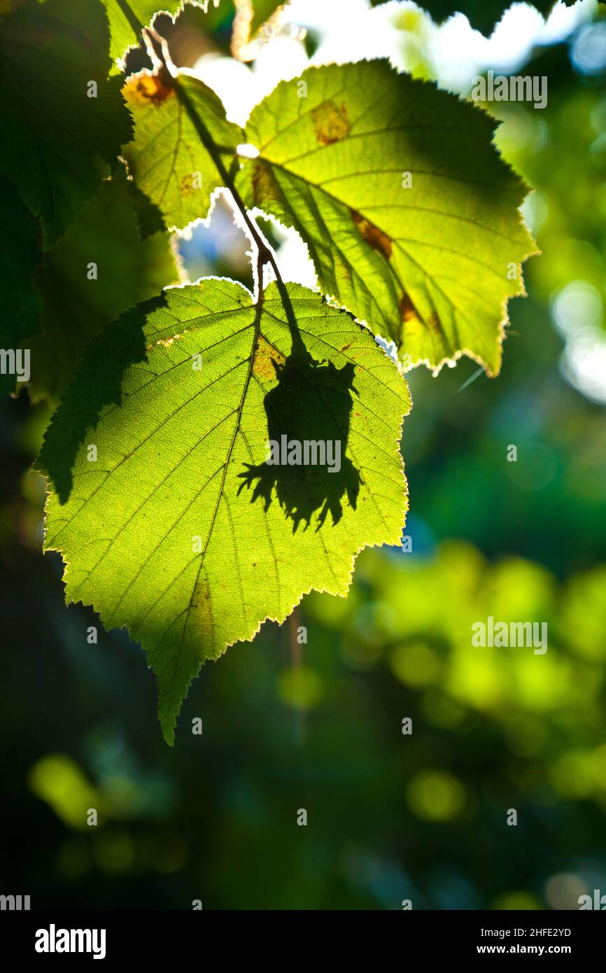 beautiful leaves of a hazlenut tree in detail Stock Photo - Alamy