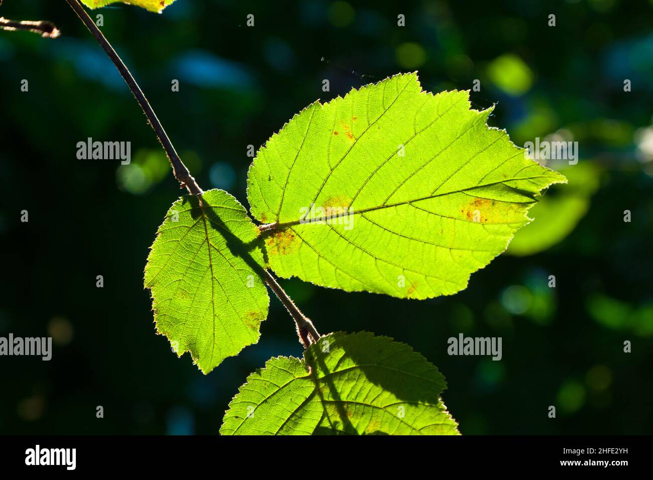 beautiful leaves of a hazlenut tree in detail Stock Photo - Alamy