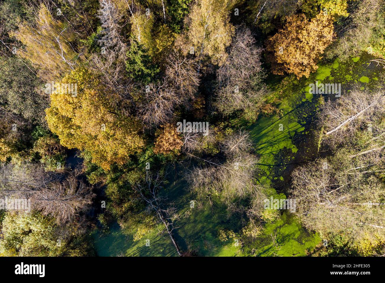 Aerial view of a section of flooded forest, beautiful wild landscape ...