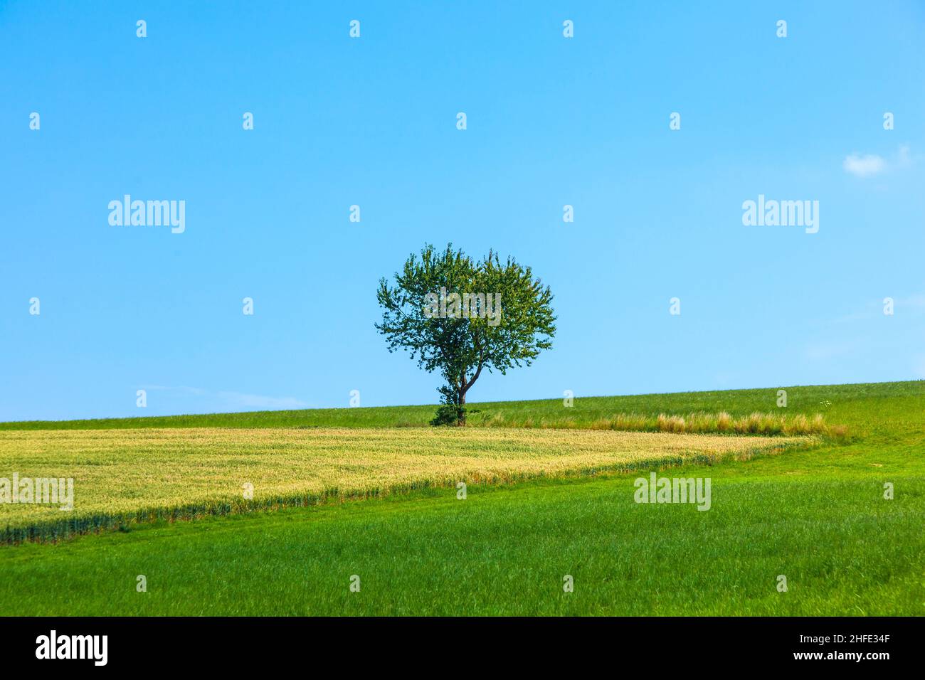 Empty apple tree in autumn hi-res stock photography and images - Alamy