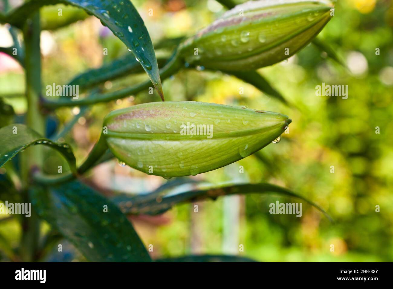 White lily valley flowers dew hi-res stock photography and images - Alamy