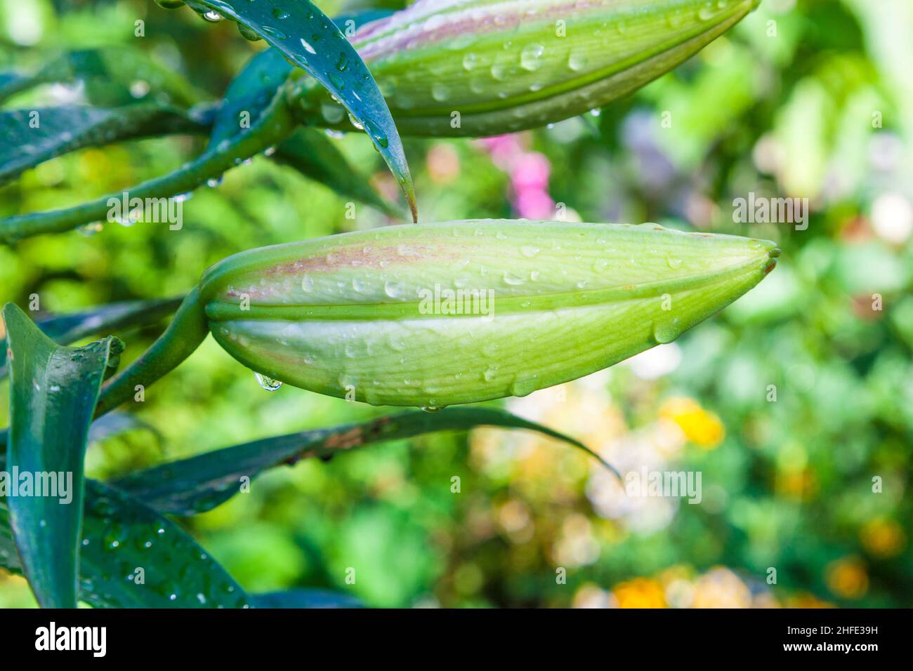 beautiful lily flower with rain drops Stock Photo - Alamy