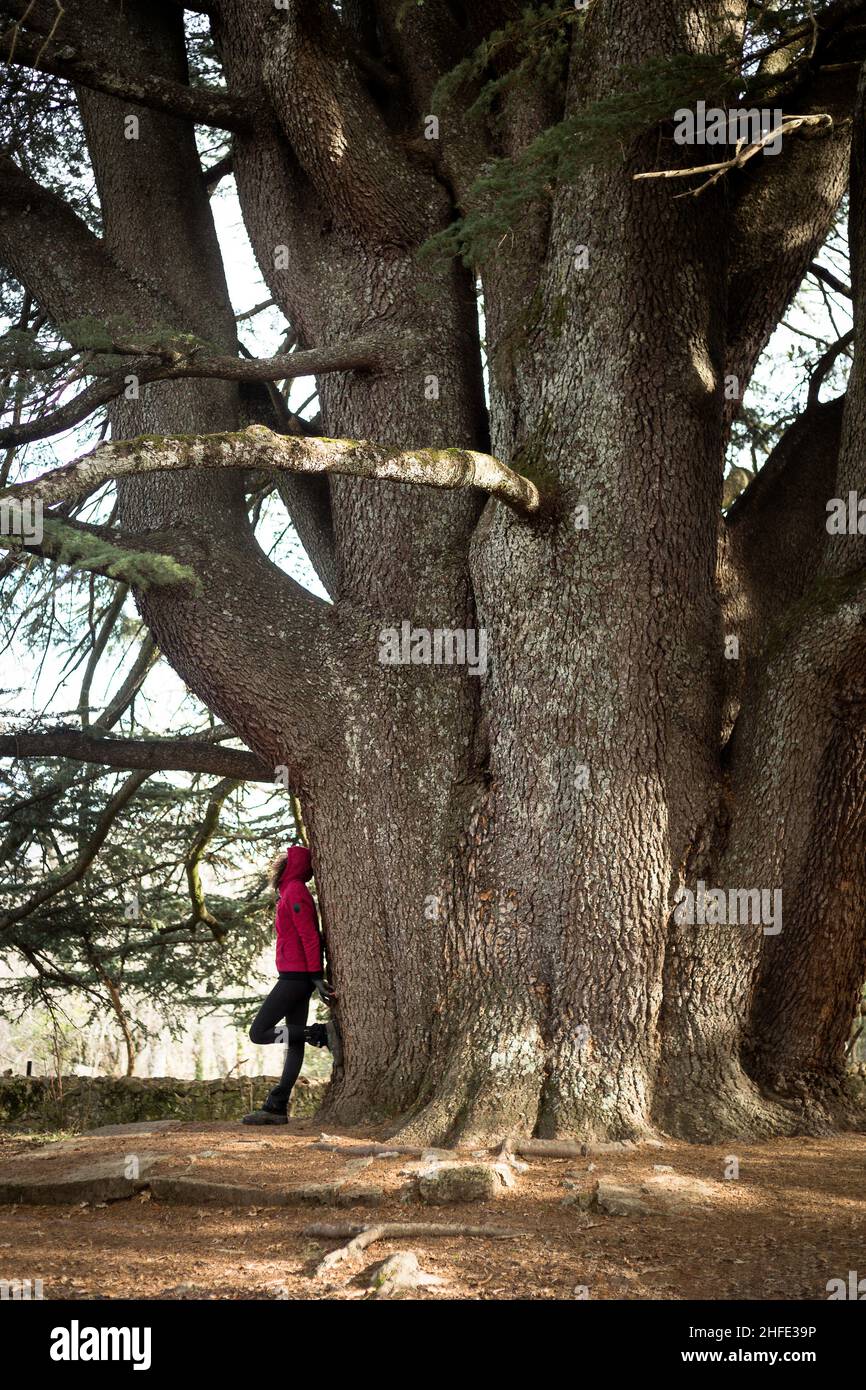 Woman and man enjoying nature with a centenary tree. Great cedar of ...