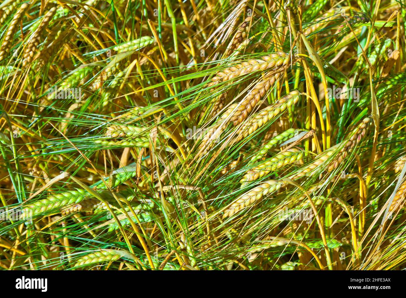 golden cornfields in detail gives a harmonic pattern Stock Photo - Alamy