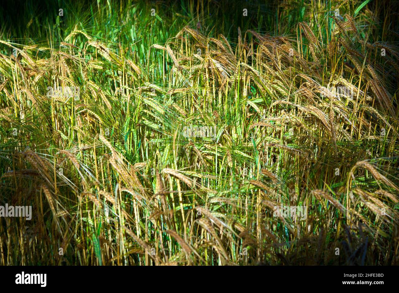 golden cornfields in detail gives a harmonic pattern Stock Photo - Alamy