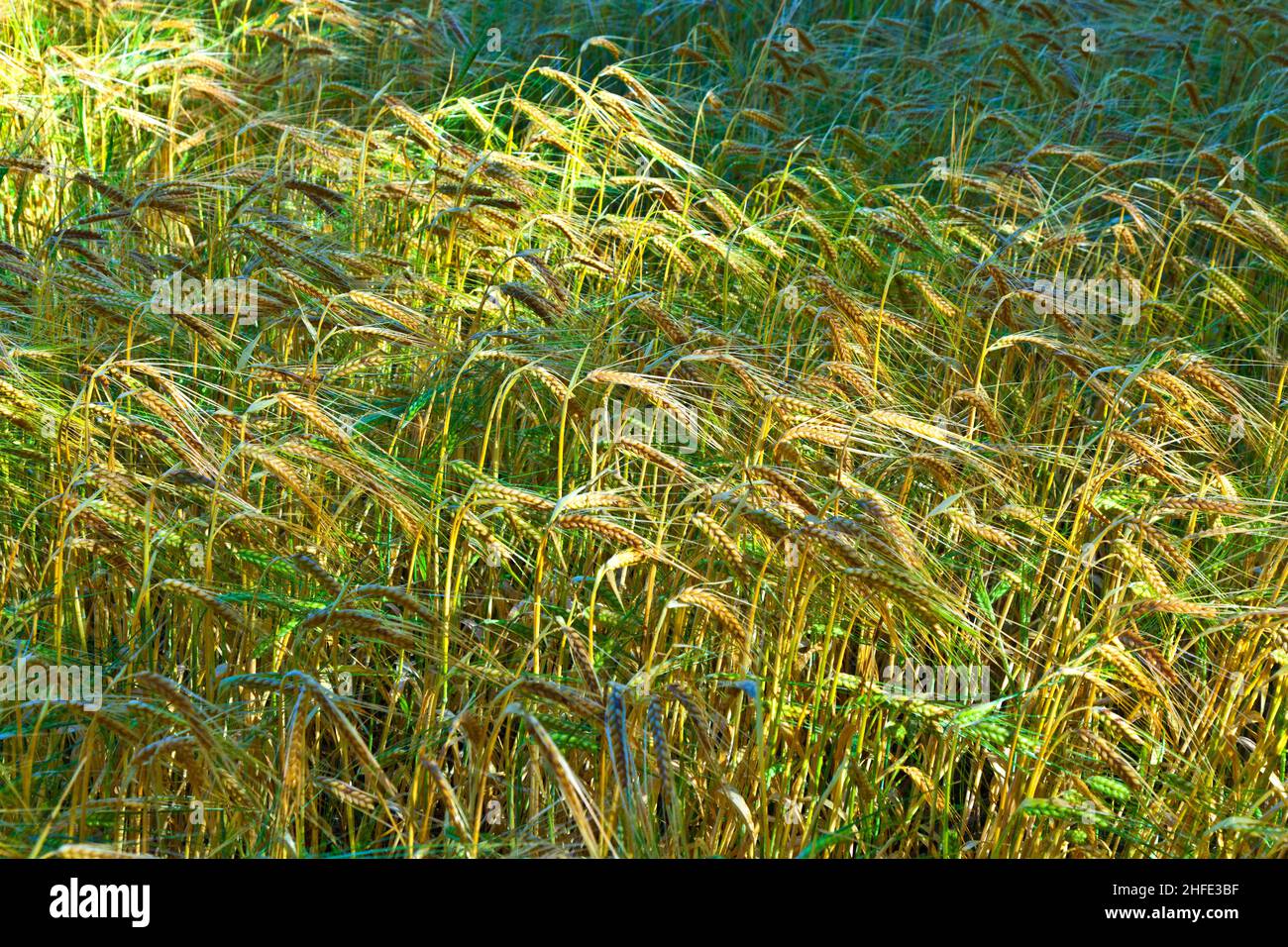golden cornfields in detail gives a harmonic pattern Stock Photo - Alamy