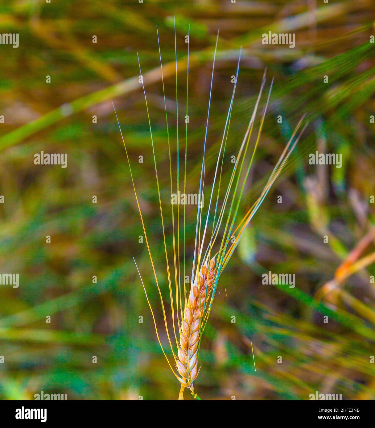 Rainbow in corn field hi-res stock photography and images - Alamy