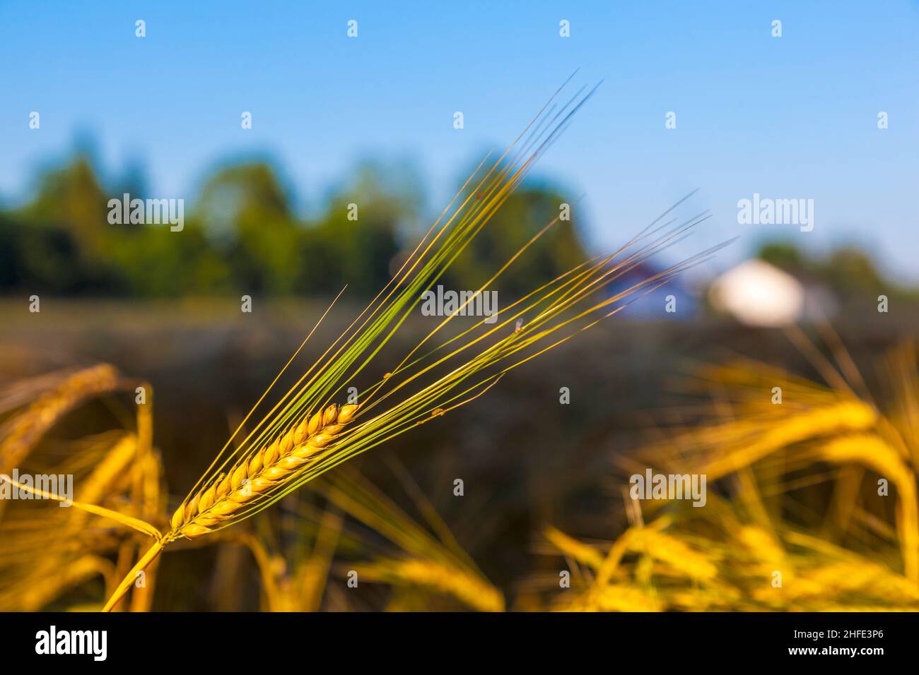 Golden cornfield on summer hi-res stock photography and images - Alamy