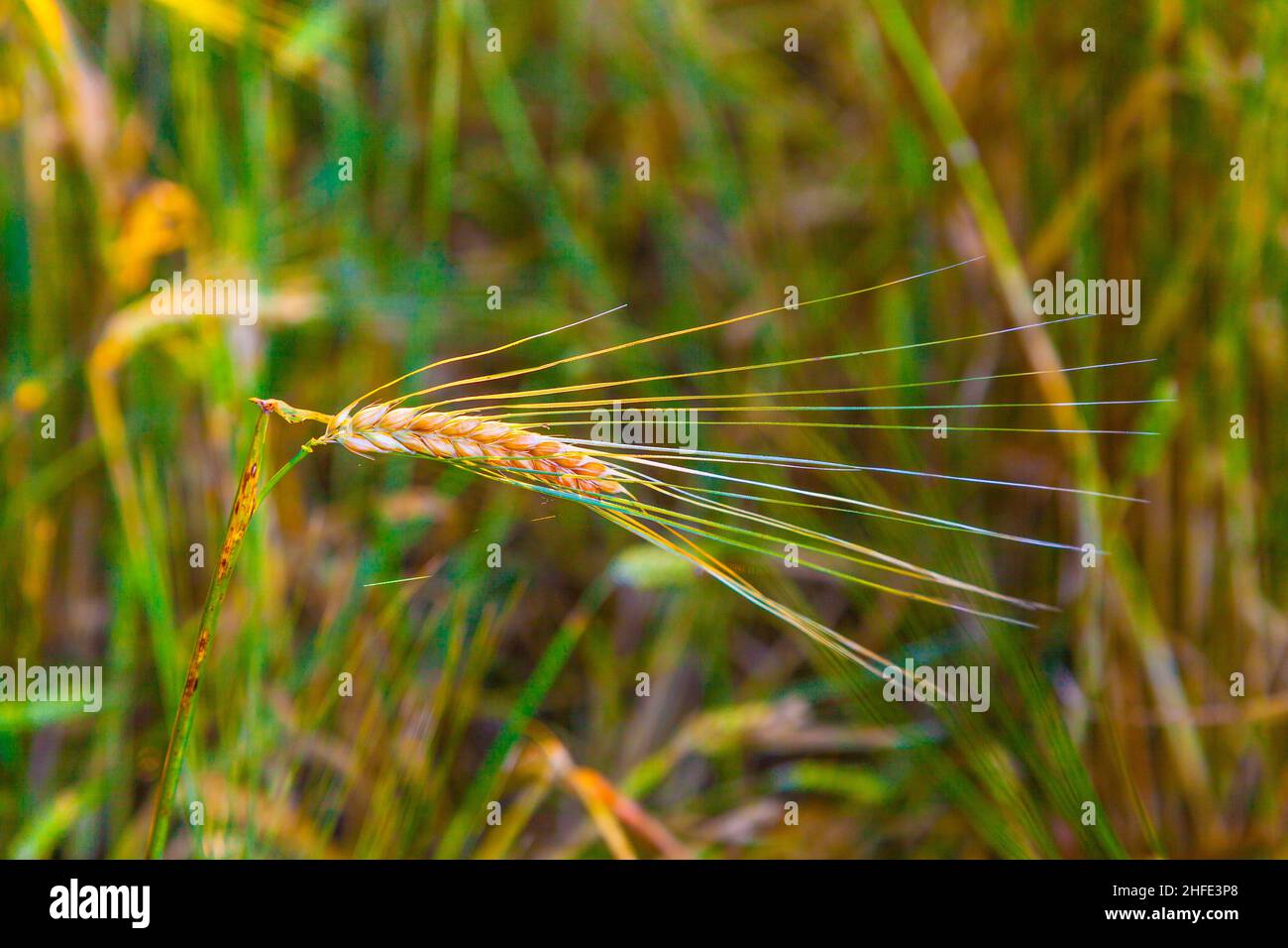Rainbow in corn field hi-res stock photography and images - Alamy