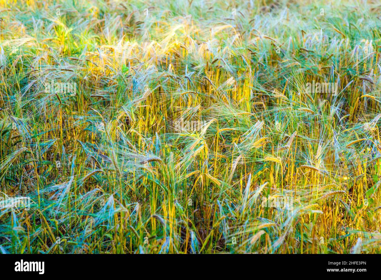 sunbeam in corn field after rain Stock Photo - Alamy