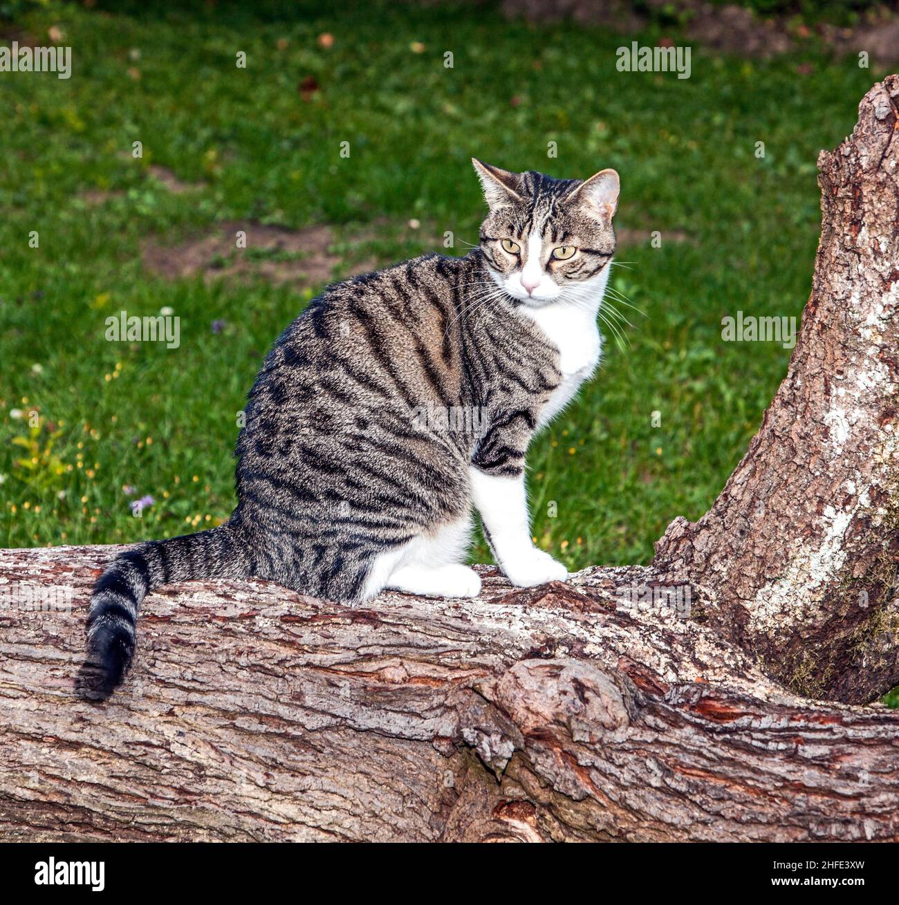 cat watching and hunting by night Stock Photo - Alamy