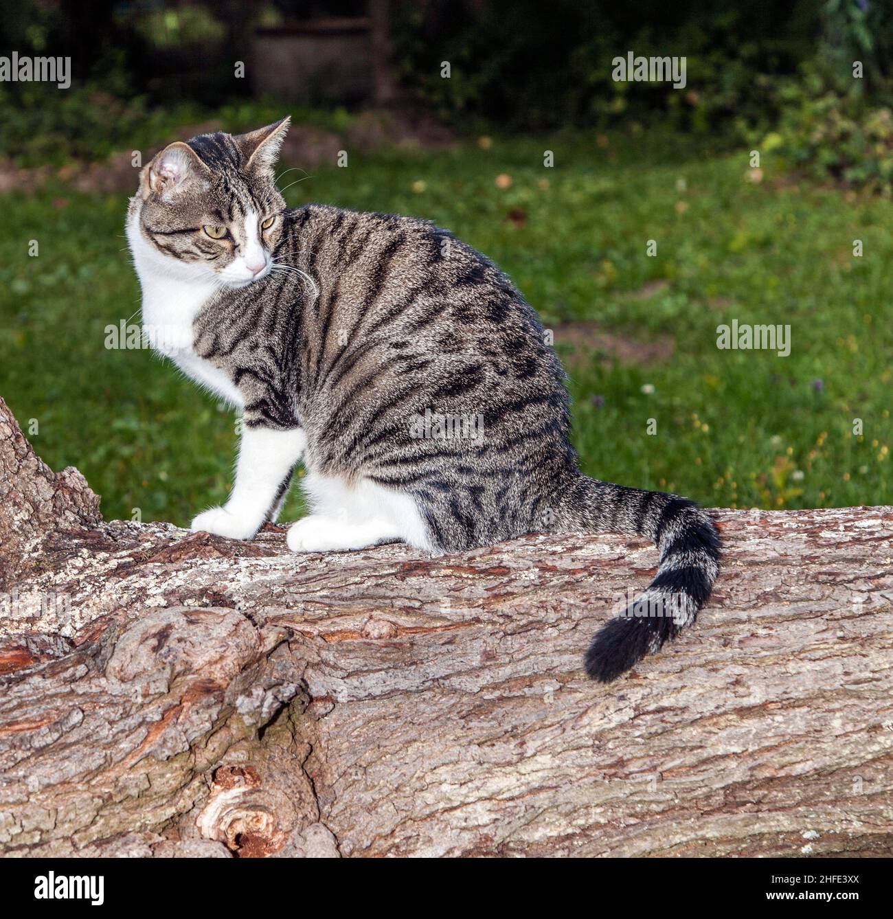 cat watching and hunting by night Stock Photo - Alamy