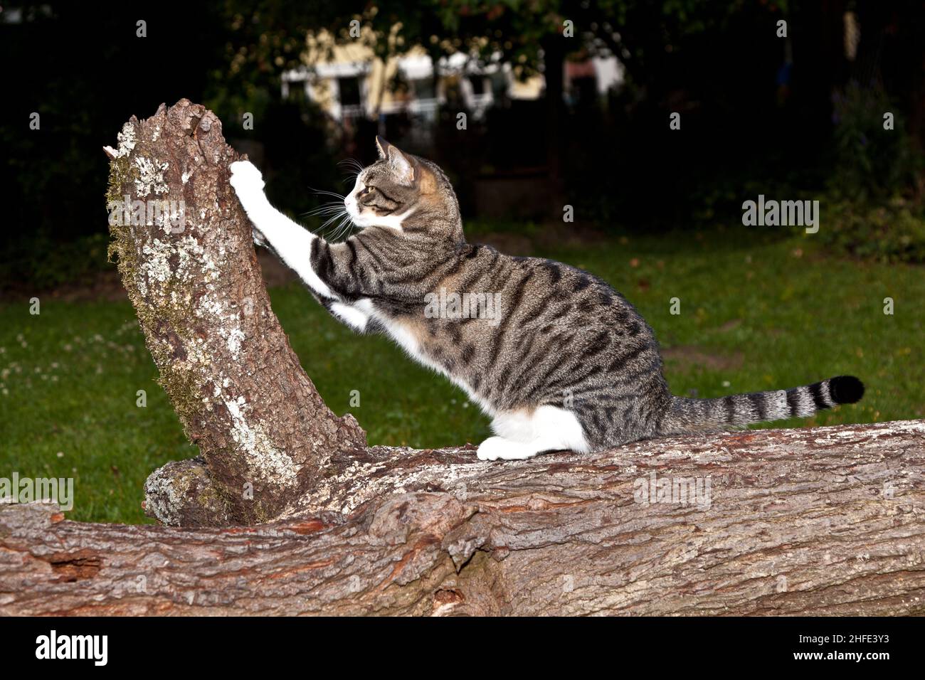 cat watching and hunting by night Stock Photo - Alamy