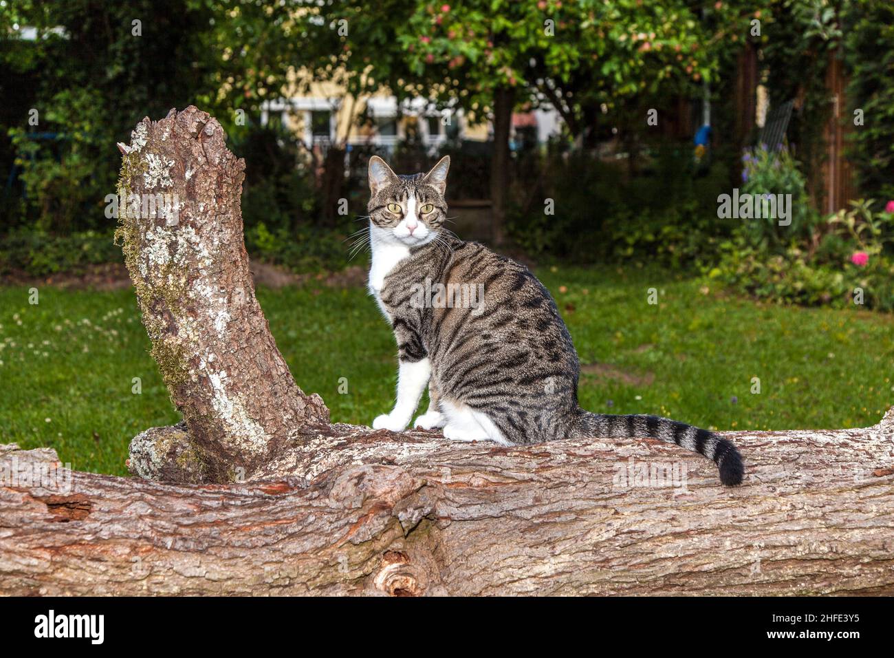 cat watching and hunting by night Stock Photo - Alamy