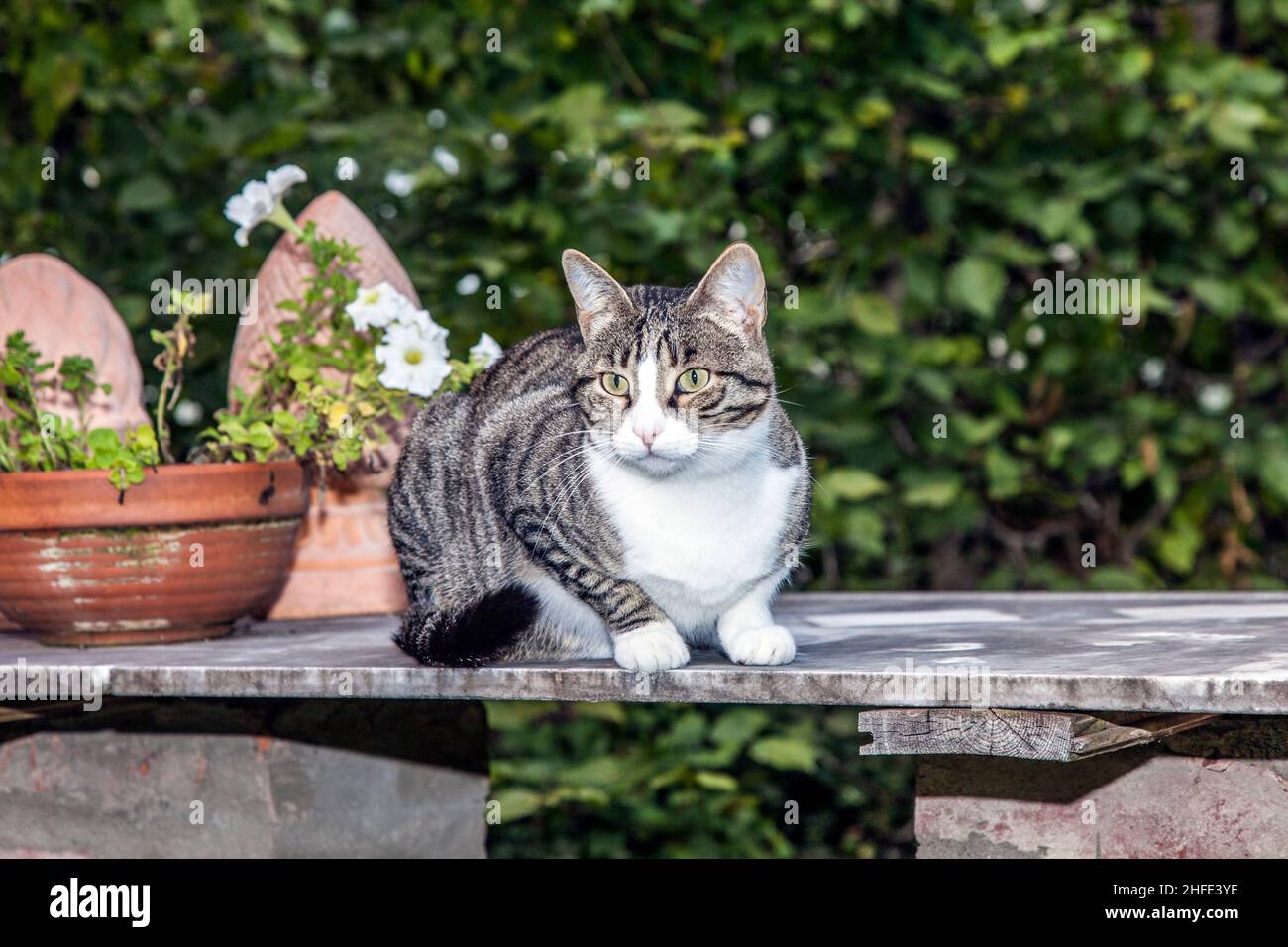 cat watching and hunting by night Stock Photo - Alamy