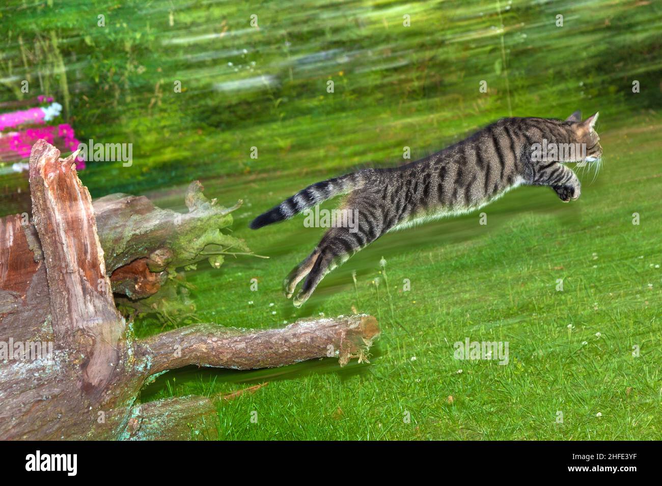 cat watching and hunting by night Stock Photo - Alamy