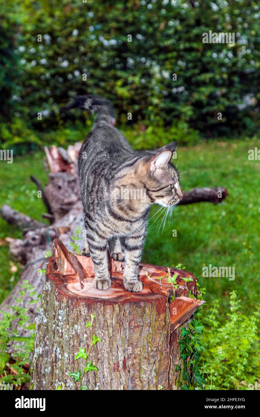 cat watching and hunting by night Stock Photo - Alamy