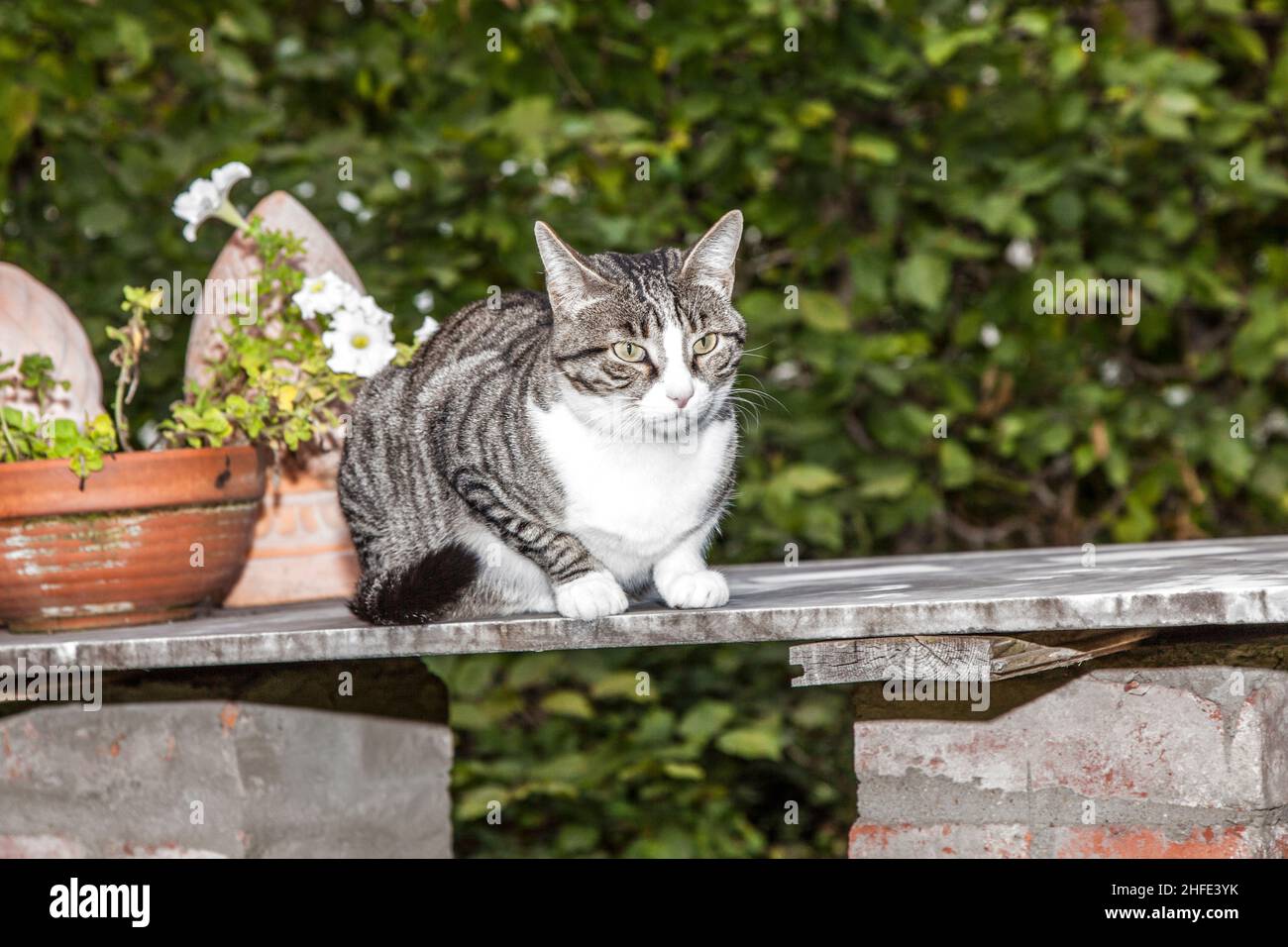 cat watching and hunting by night Stock Photo - Alamy